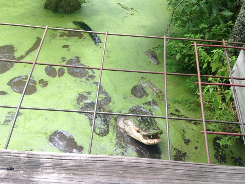 Chehaw Park Zoo - Zoo With Us