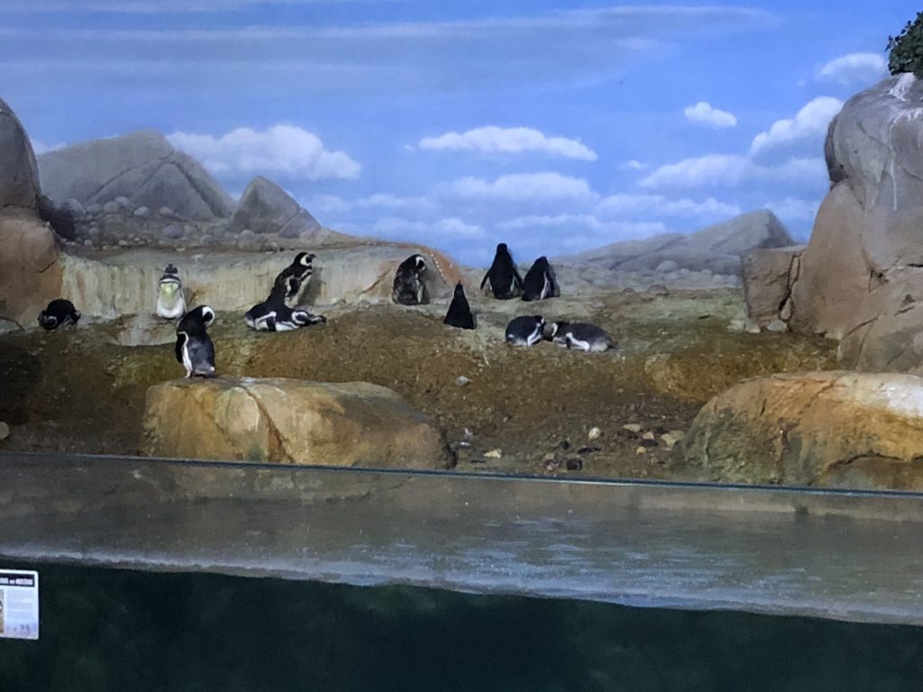 Top 5 Penguin Exhibits – Zoo With Us