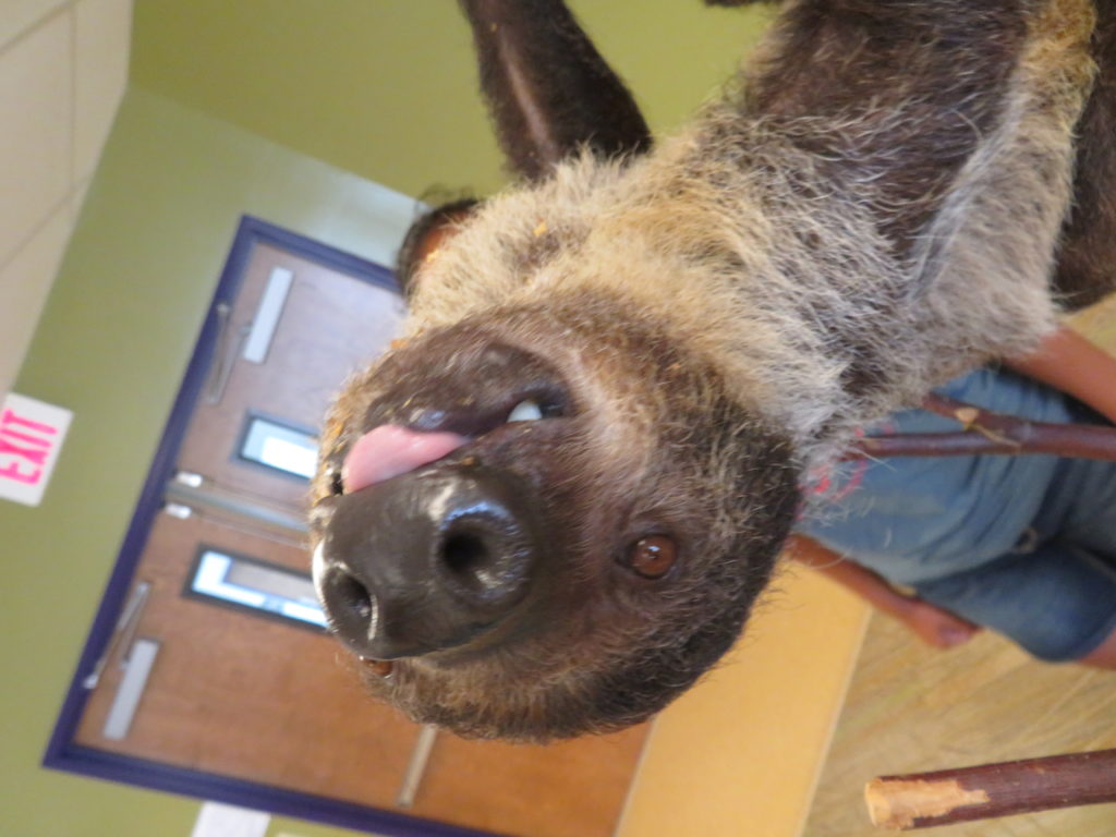 Sloth Photo Gallery - Zoo With Us